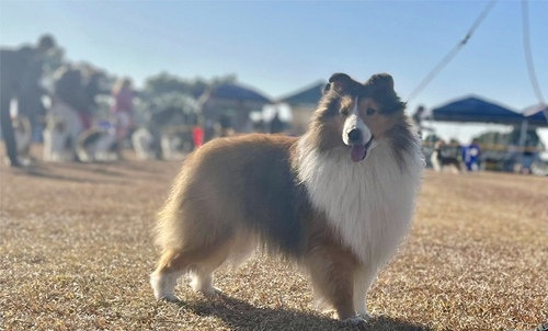 犬の販売 シェルティ (静岡県)キュートな男の子です！！ No.3357 | 子犬を探す・出産情報の掲示板 - dogoo.com