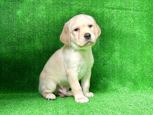 犬の販売 ラブラドール・レトリーバー とっても元気な緑色くん No.7277 | 子犬を探す・出産情報の掲示板 - dogoo.com