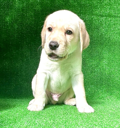 犬の販売 ラブラドール・レトリーバー 小ぶりなブラックくん No.7279 | 子犬を探す・出産情報の掲示板 - dogoo.com