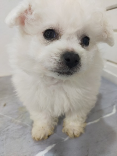 犬の販売 ビションフリーゼ (宮崎県)ビション男の子 No.1338 | 子犬を探す・出産情報の掲示板 - dogoo.com